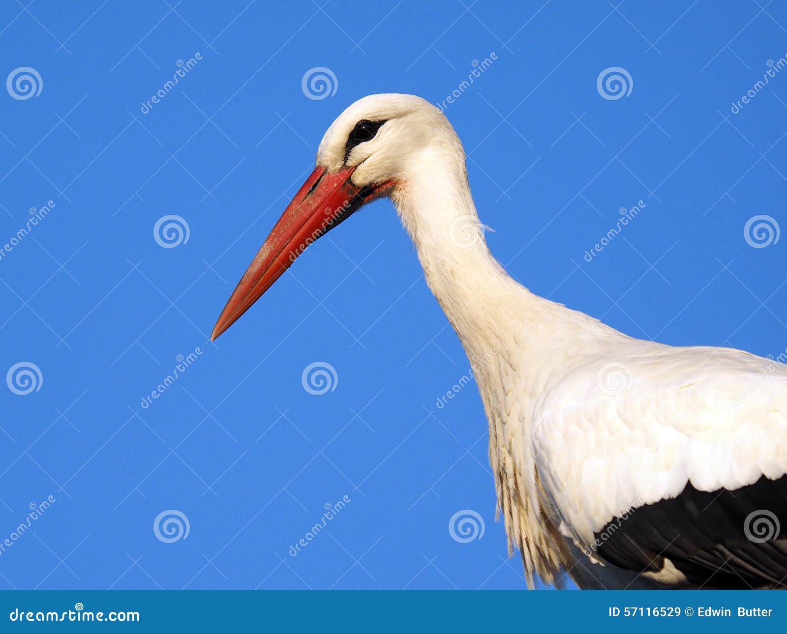 Stork stock image. Image of stork, looking, background - 57116529