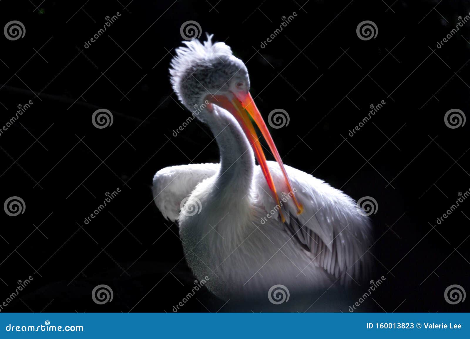 Singapore - JUNE 21, 2019: Stork Preening and Looking Stock Image ...