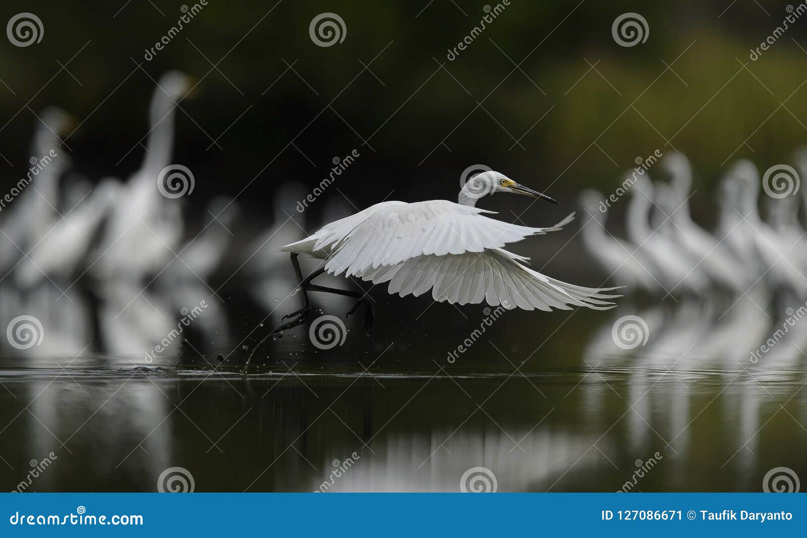 A Stork Ready To Flew Away Clapping Its Wing Stock Image - Image of ...