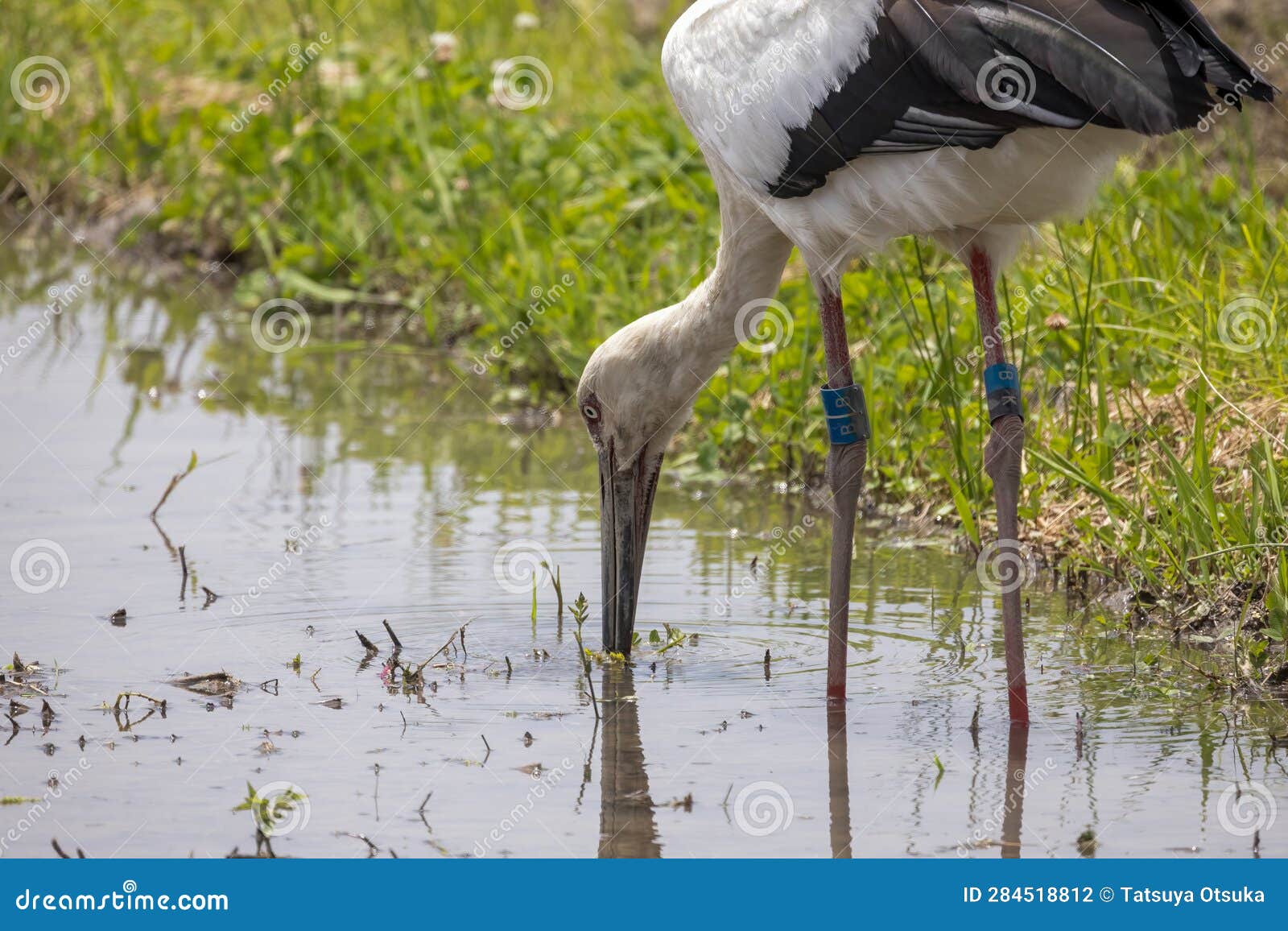 Stork in Rice Field before Rice Planting Stock Photo - Image of stork ...