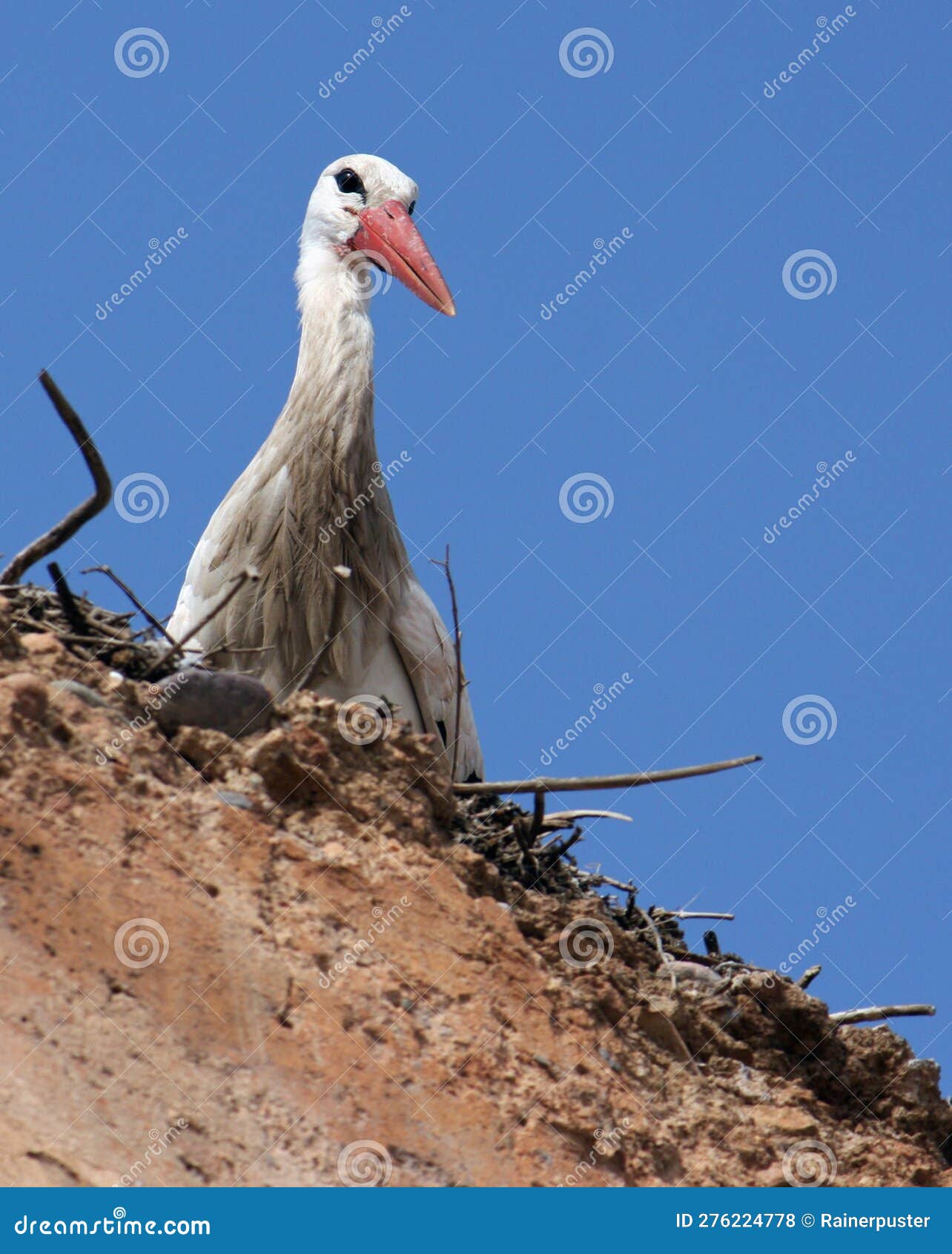 Stork on a Rooftop in Marrakesh, Morocco Stock Photo - Image of nest ...
