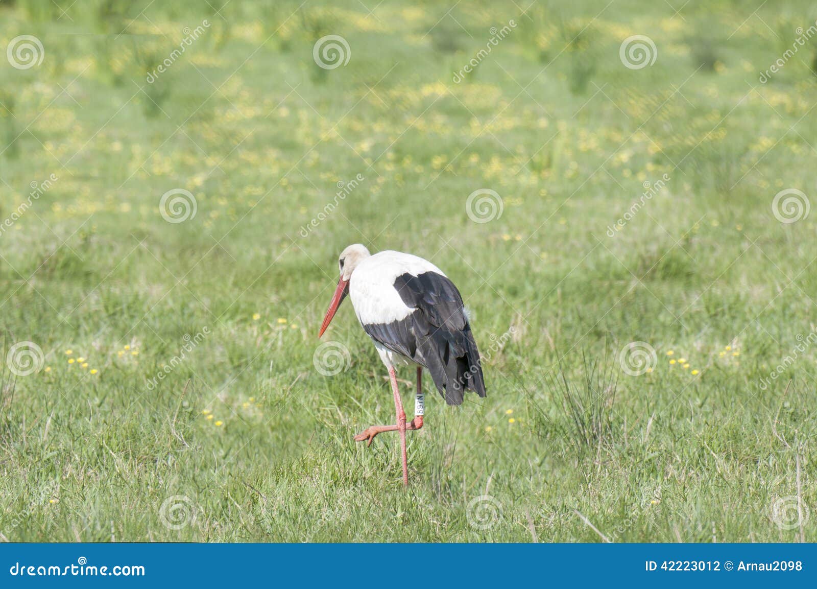 Stork running stock photo. Image of beautiful, fauna - 42223012