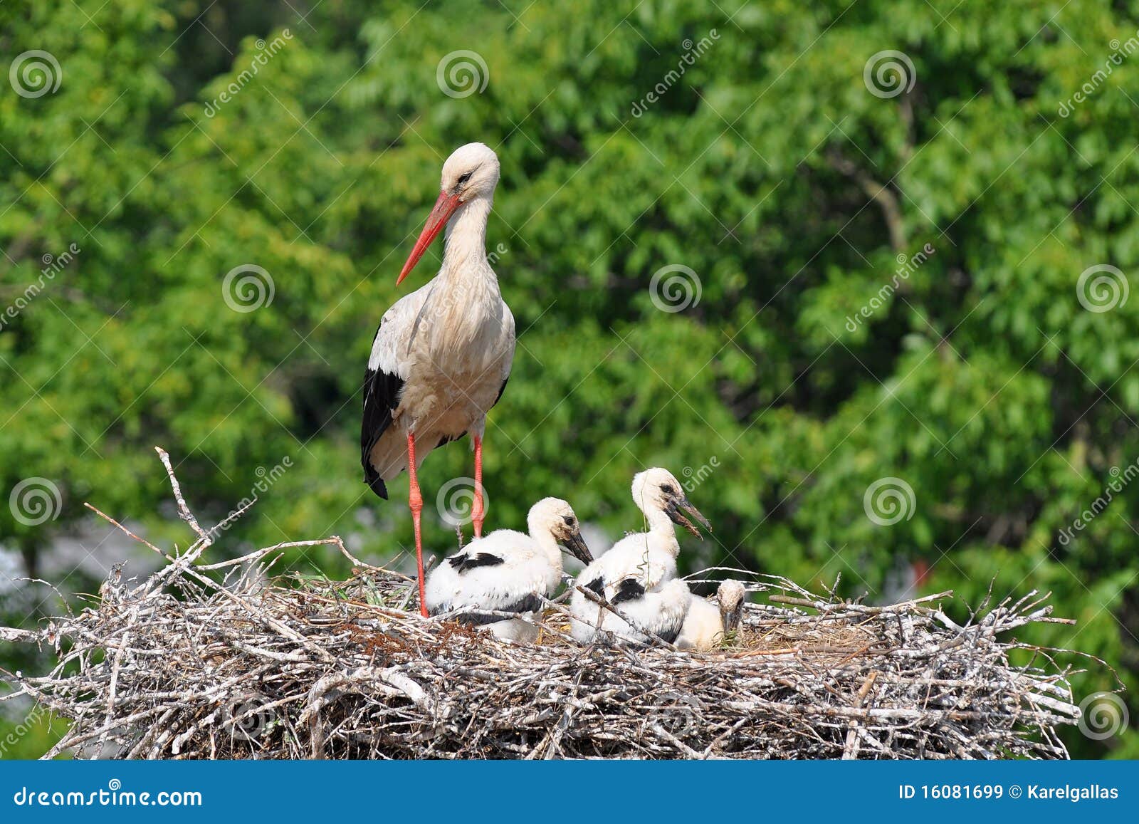 Stork s babies stock image. Image of nestling, plumage - 16081699