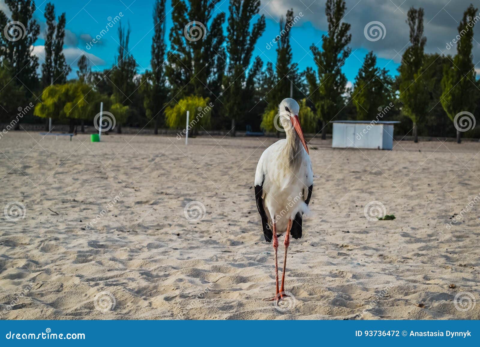 Stork stock photo. Image of seagull, nature, back, dawn - 93736472