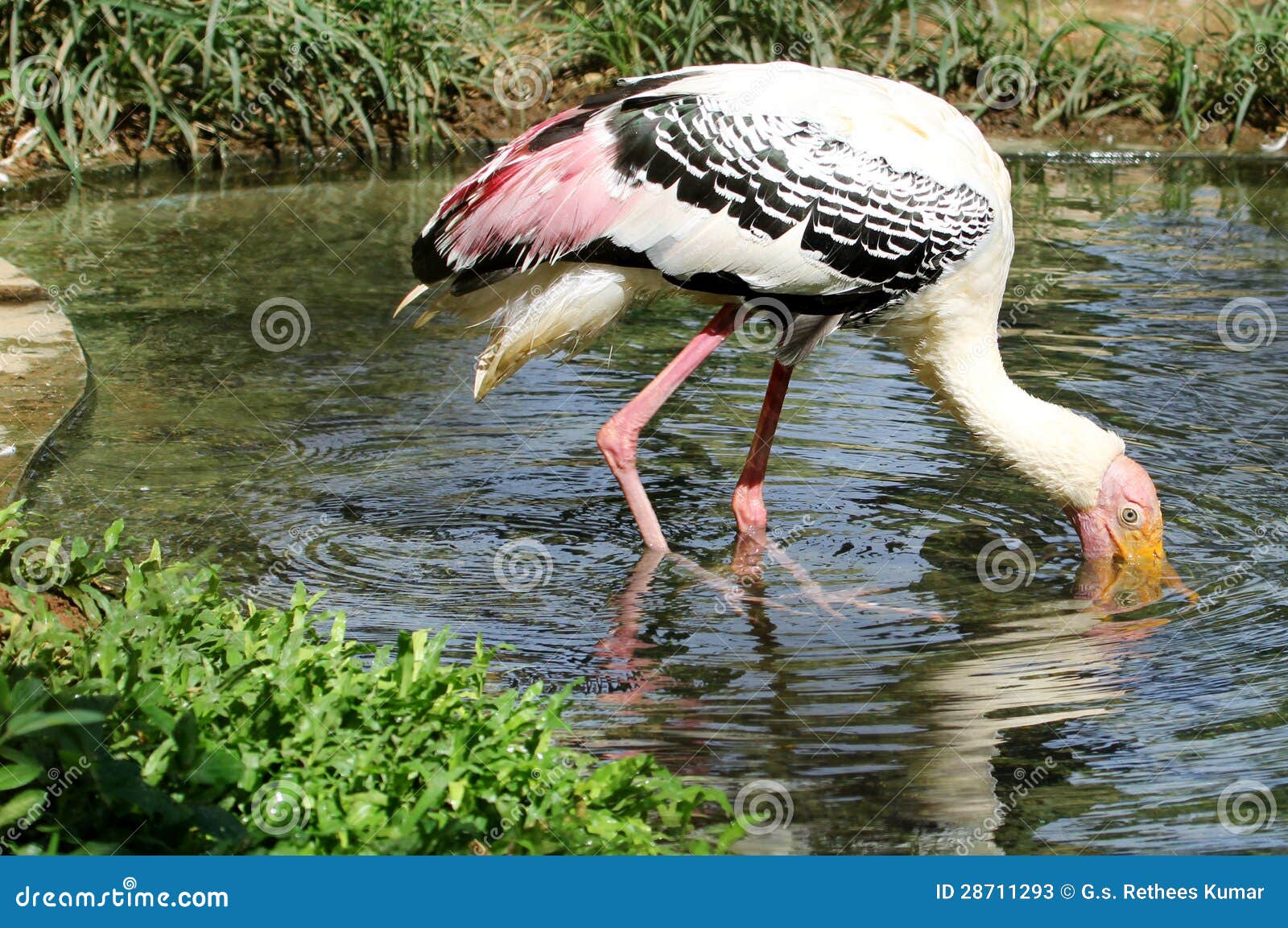 Stork searching food stock image. Image of wild, painted - 28711293
