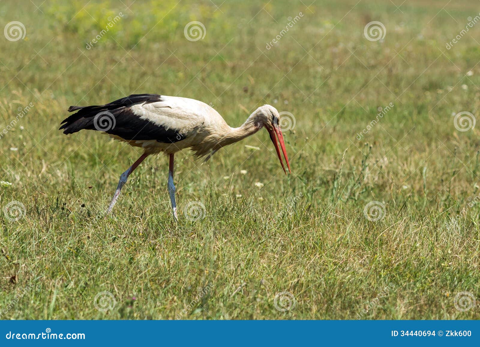 Stork stock photo. Image of grass, fields, park, seeking - 34440694