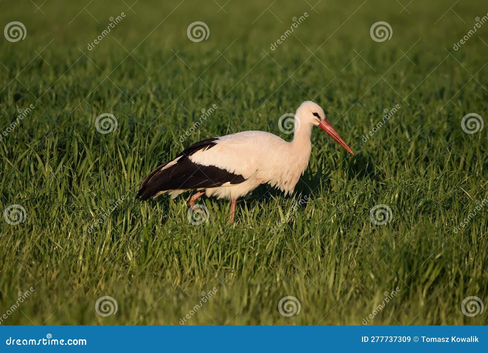 Stork sitting on the grass stock image. Image of fauna - 277737309