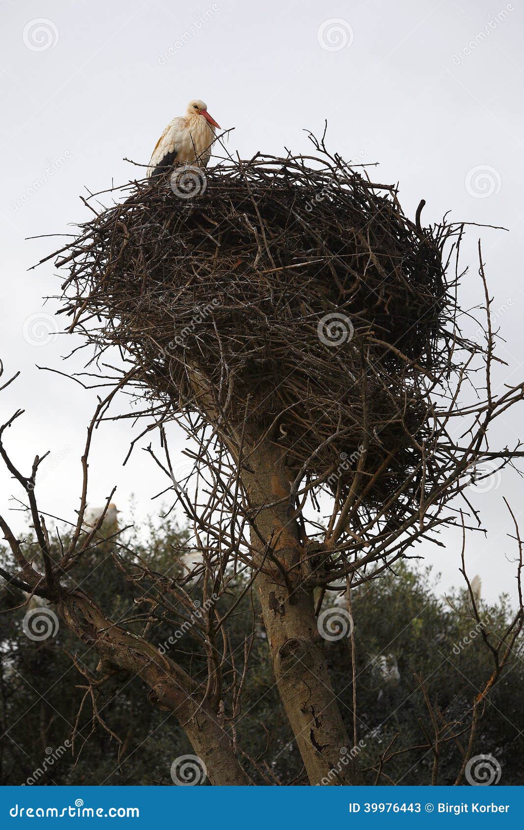 Stork sitting in the nest stock image. Image of pregnancy - 39976443