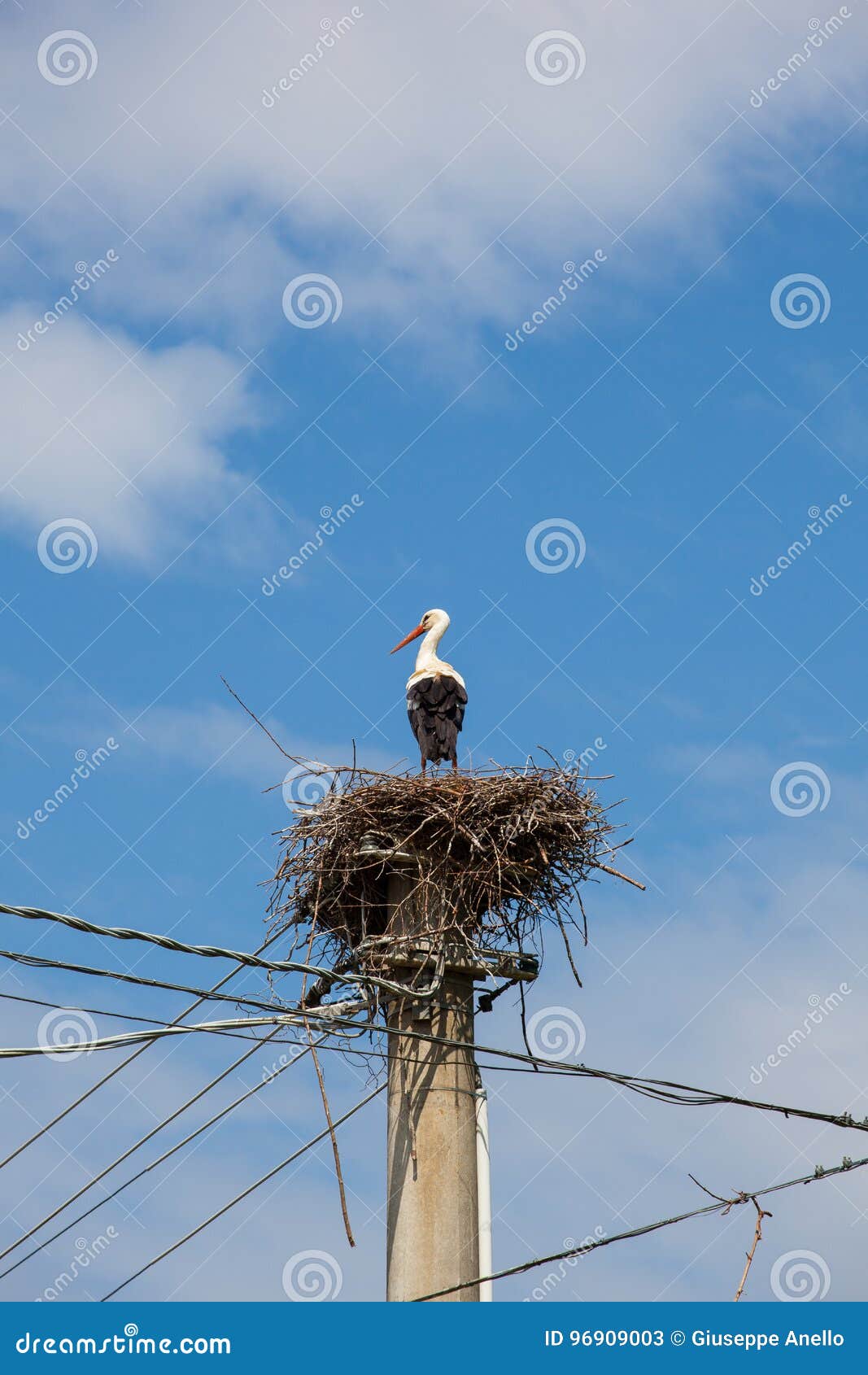 Stork sitting in the nest stock image. Image of birds - 96909003