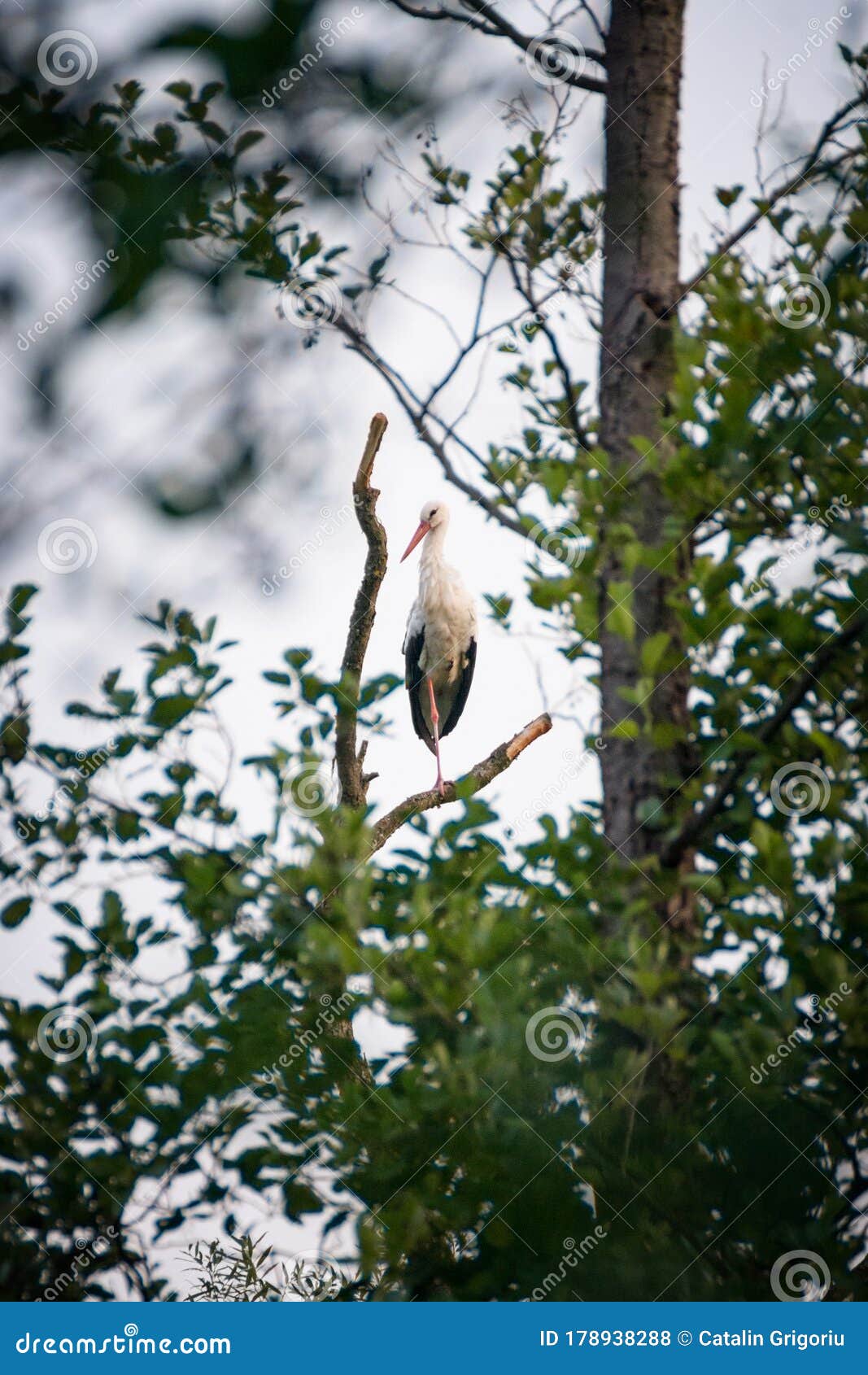 Stork Sitting on One Leg a Tree Branch Stock Photo - Image of stork ...