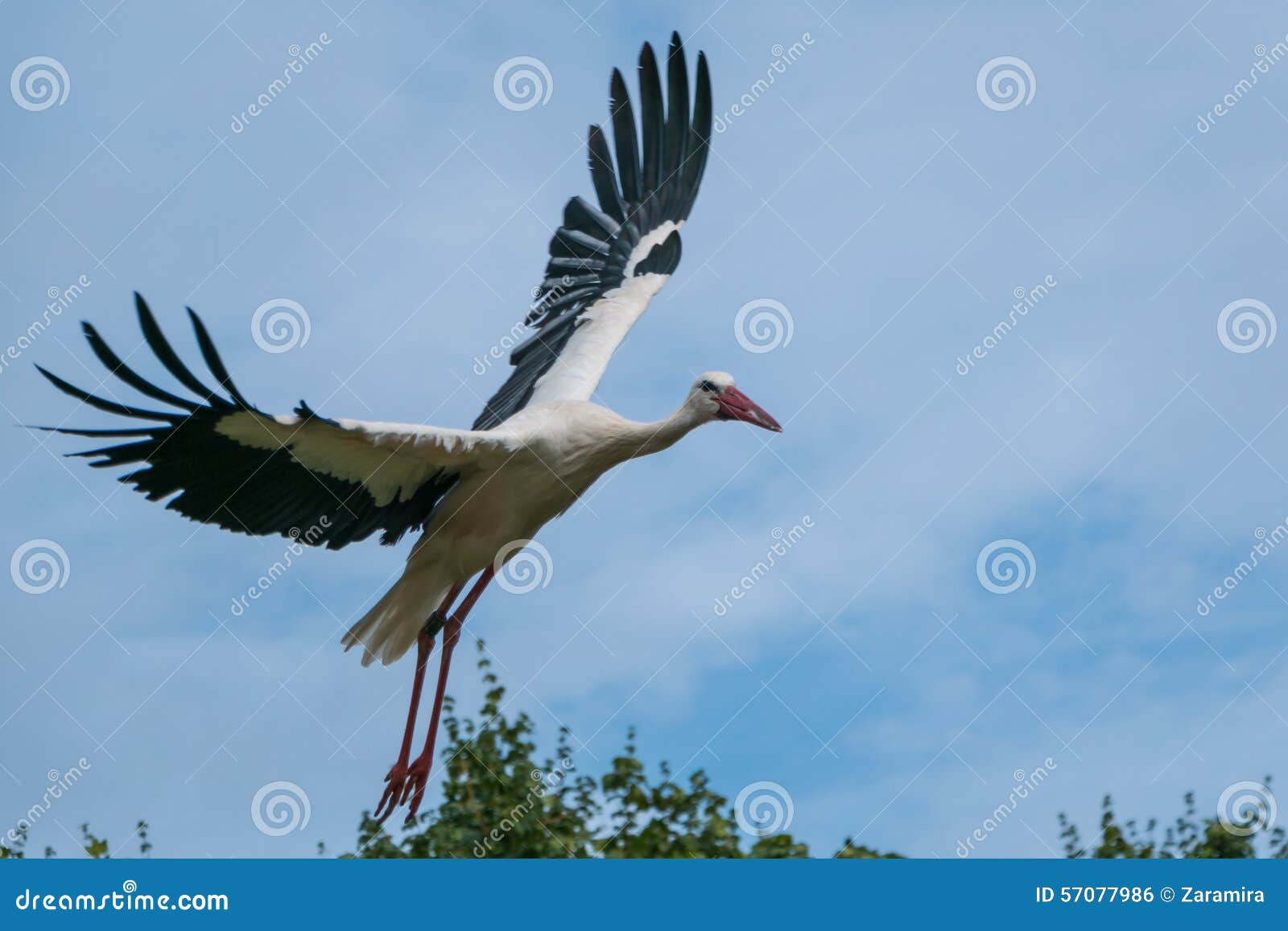 Stork in the sky stock photo. Image of constance, lake - 57077986