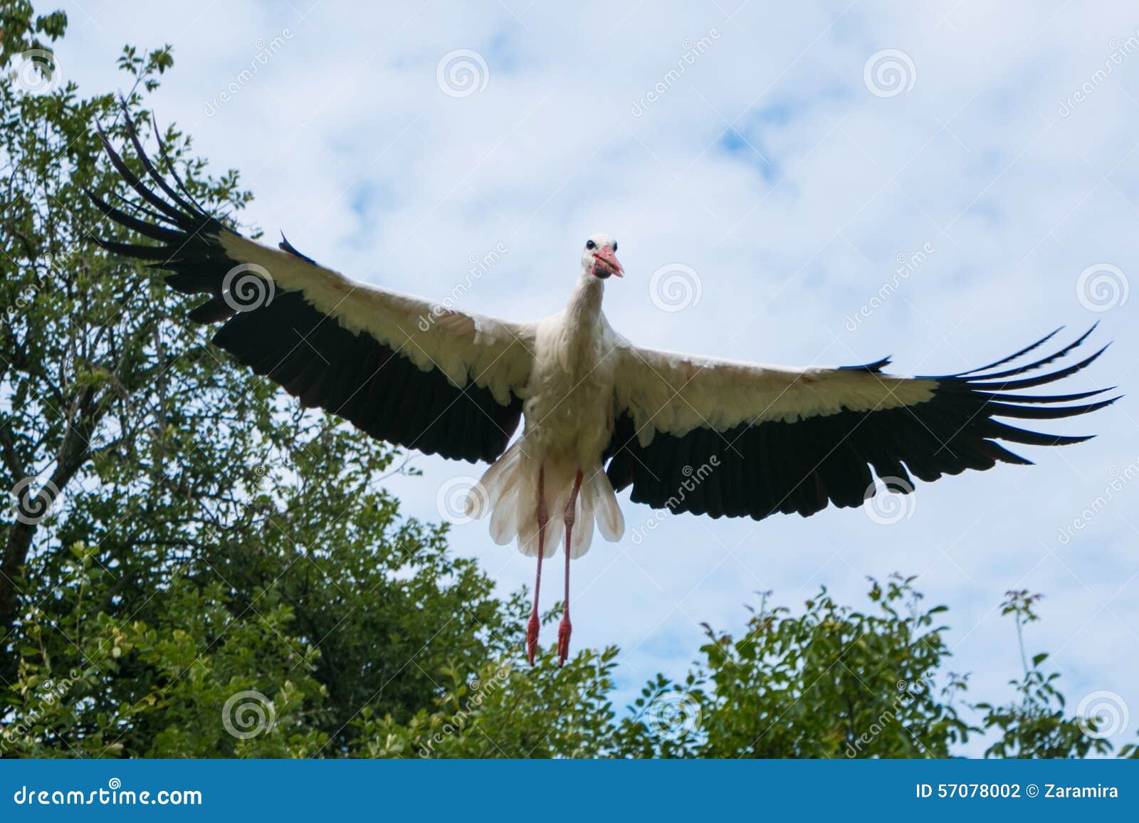 Stork in the sky stock photo. Image of rhine, lake, animal - 57078002