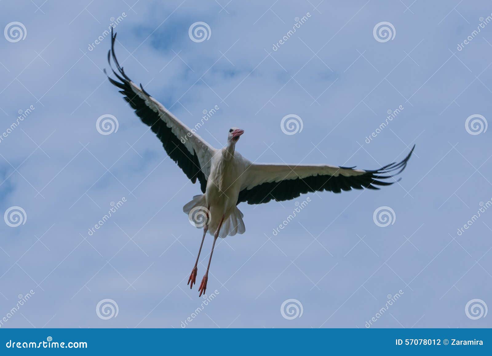 Stork in the sky stock photo. Image of swing, stork, europe - 57078012