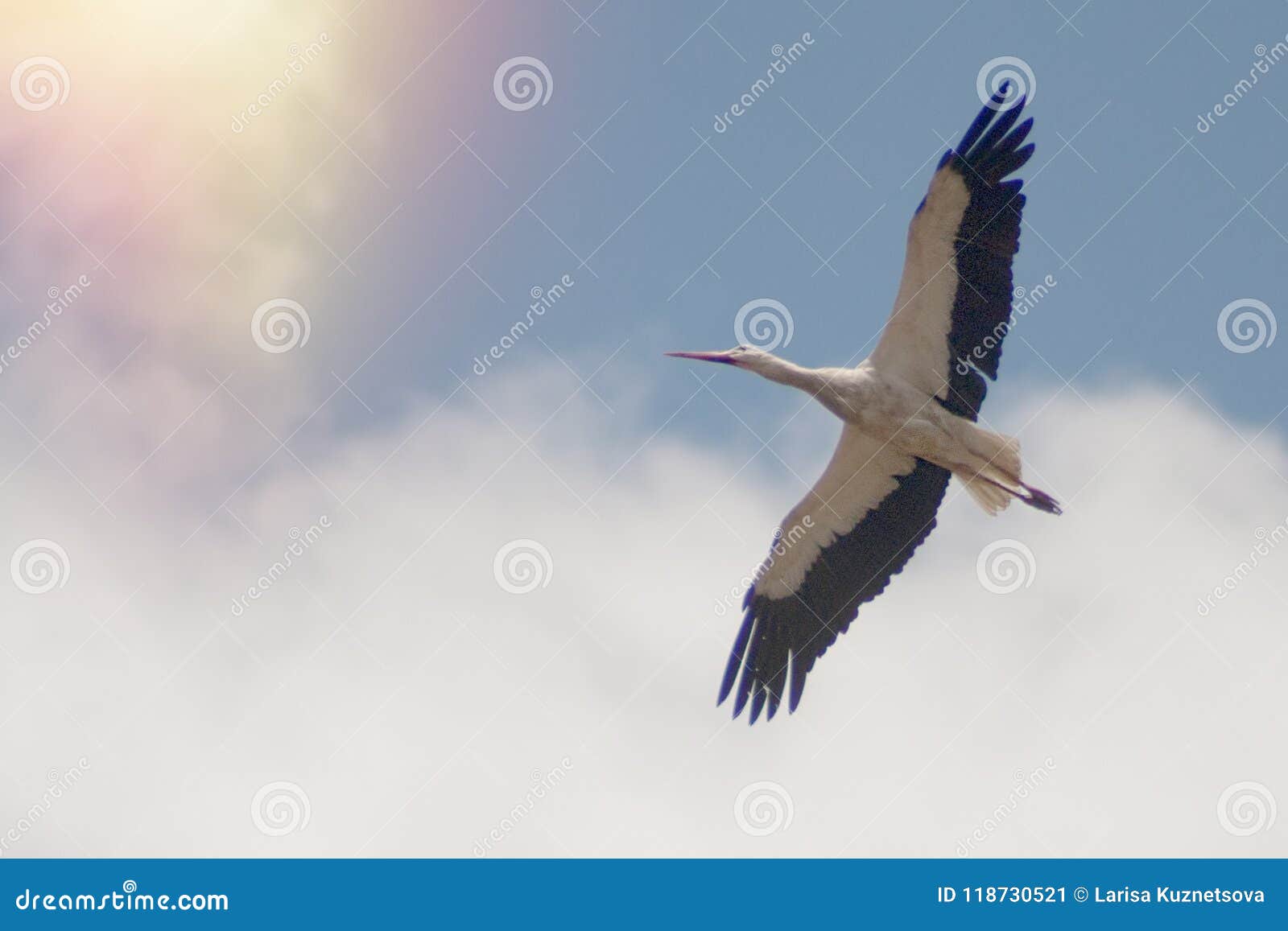 Stork in the sky stock image. Image of beauty, blue - 118730521