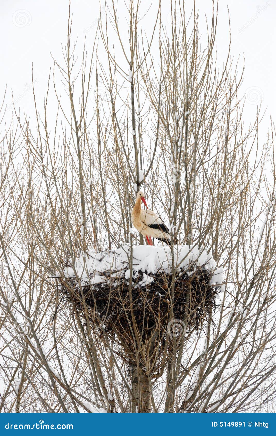Stork and snow stock image. Image of animal, tree, stork - 5149891
