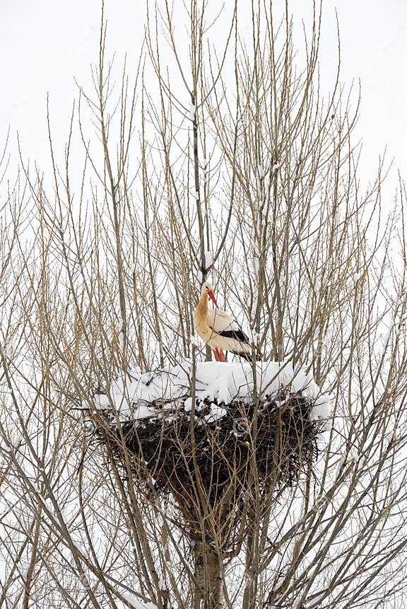 Stork and snow stock image. Image of animal, tree, stork - 5149891
