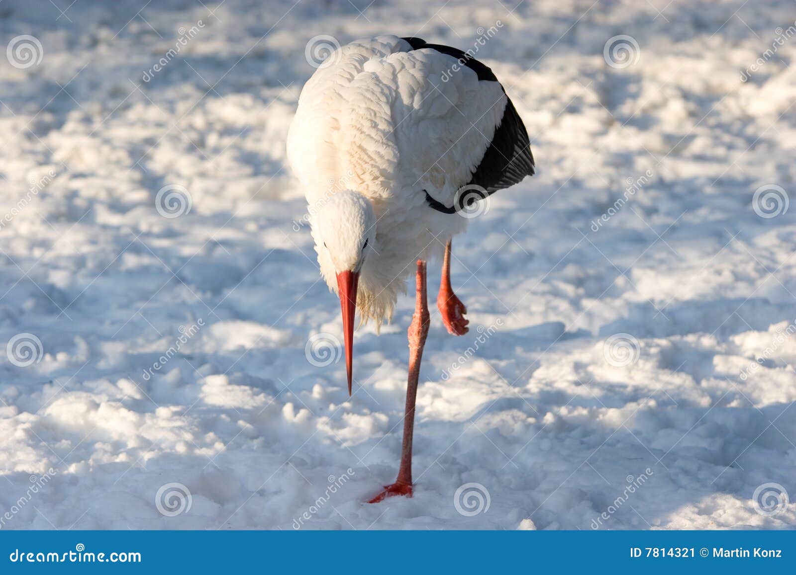 Stork in snow stock image. Image of white, waiting, winter - 7814321