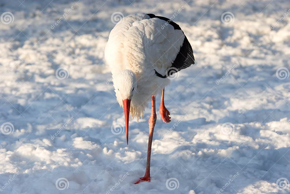 Stork in snow stock image. Image of white, waiting, winter - 7814321