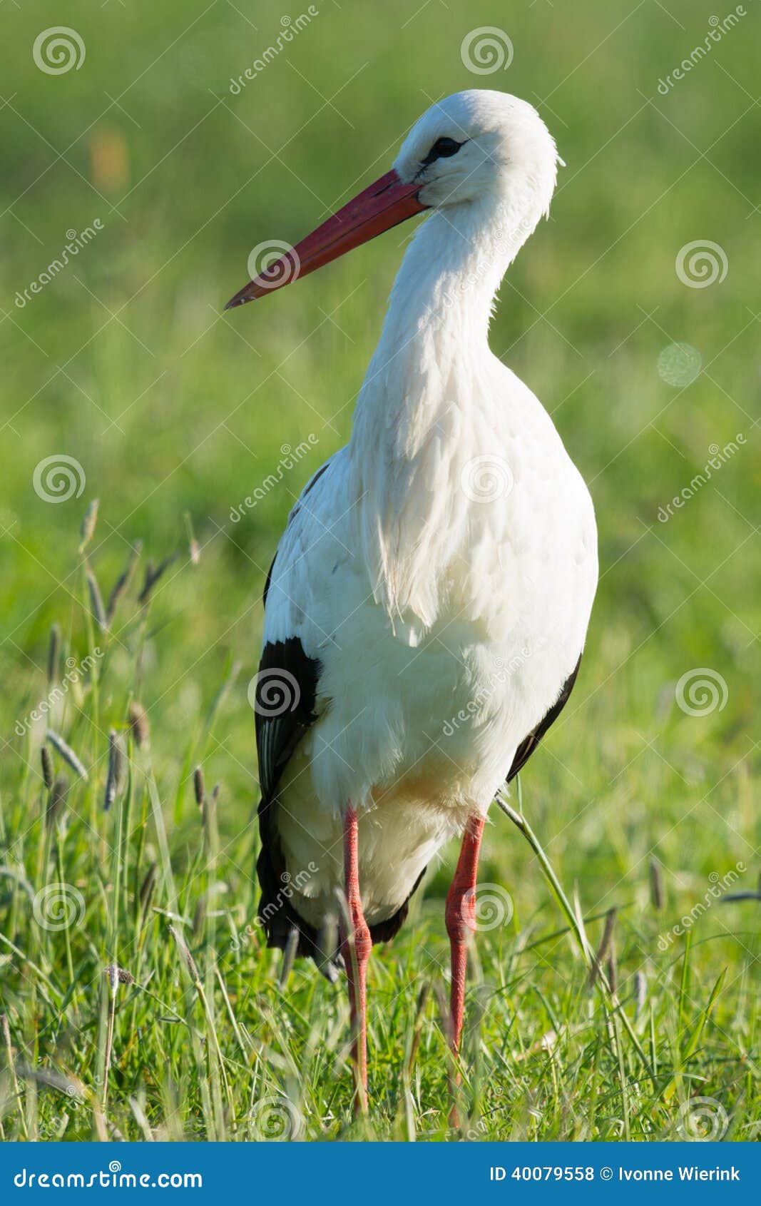 Stork standing in grass stock photo. Image of dutch, wildlife - 40079558