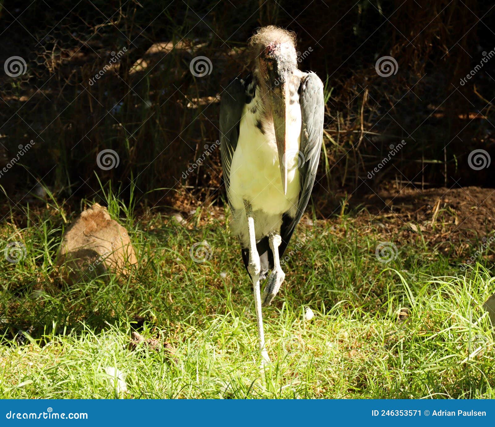 Stork standing on 1 leg stock image. Image of avian - 246353571