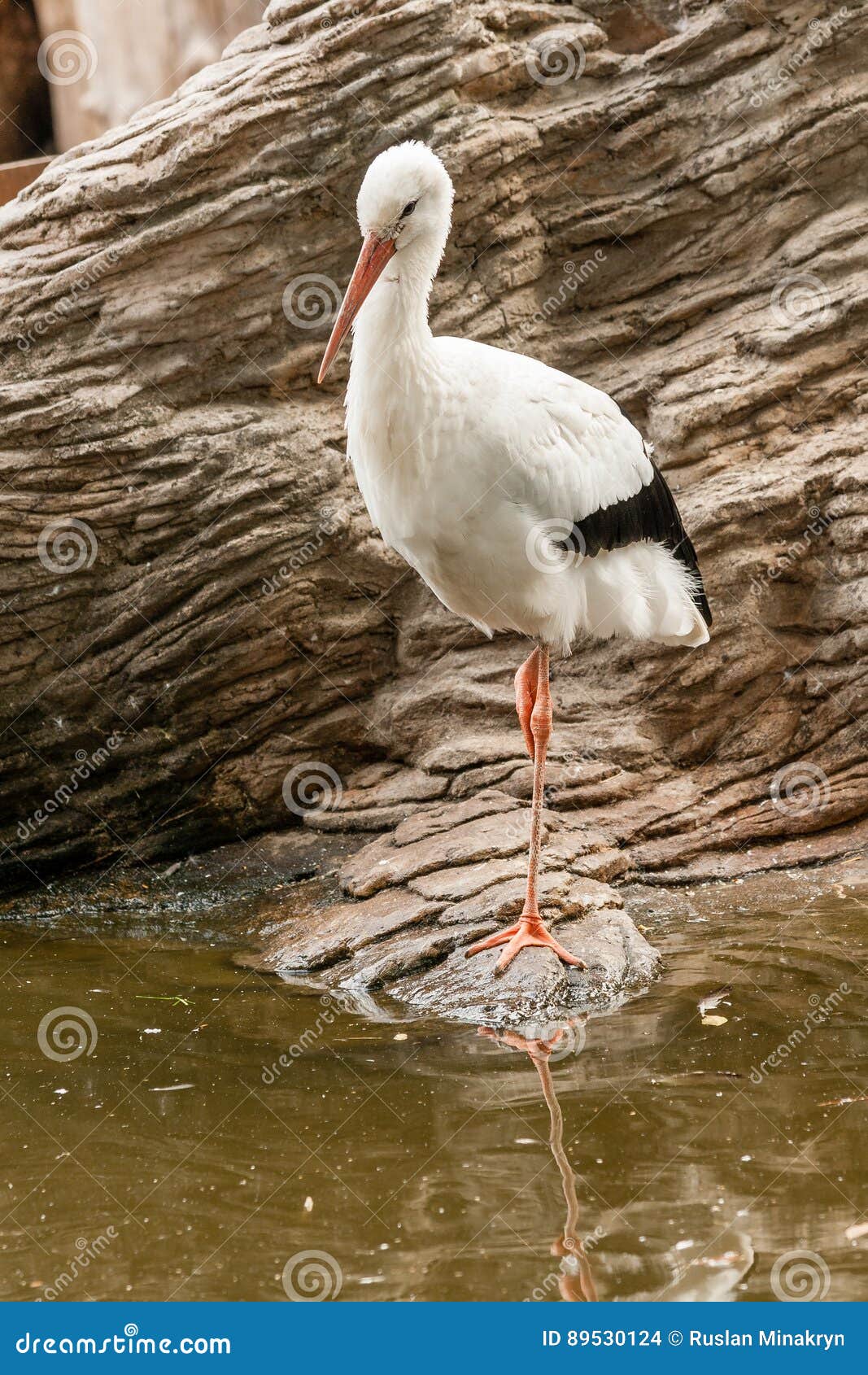 A Stork is Standing on One Leg Stock Photo - Image of black, feather ...