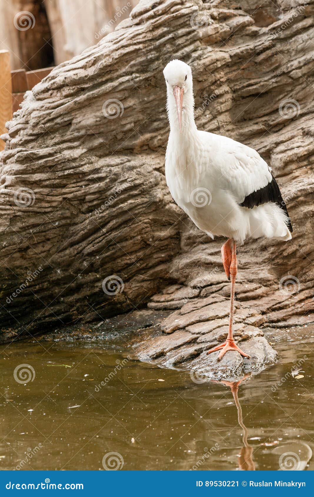 A Stork is Standing on One Leg Stock Image - Image of love, care: 89530221