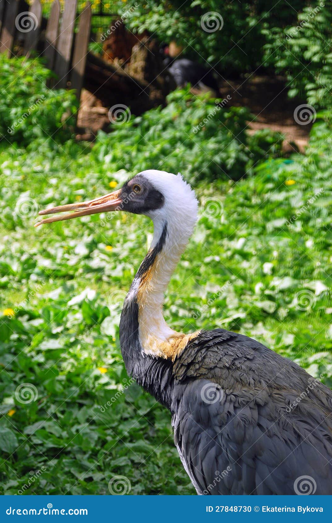 Stork Standing Portrait on Green Nature Background Stock Photo - Image ...