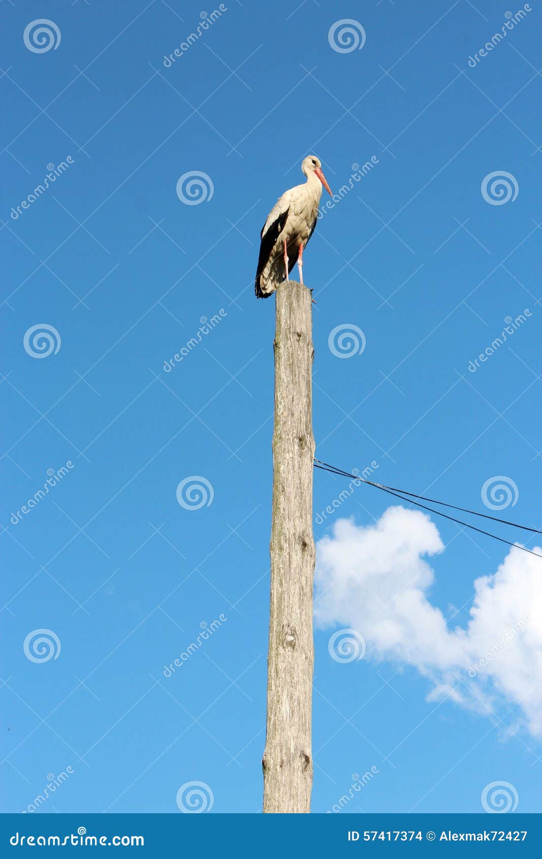 Stork Standing on the Rural Telegraph-pole Stock Photo - Image of ...