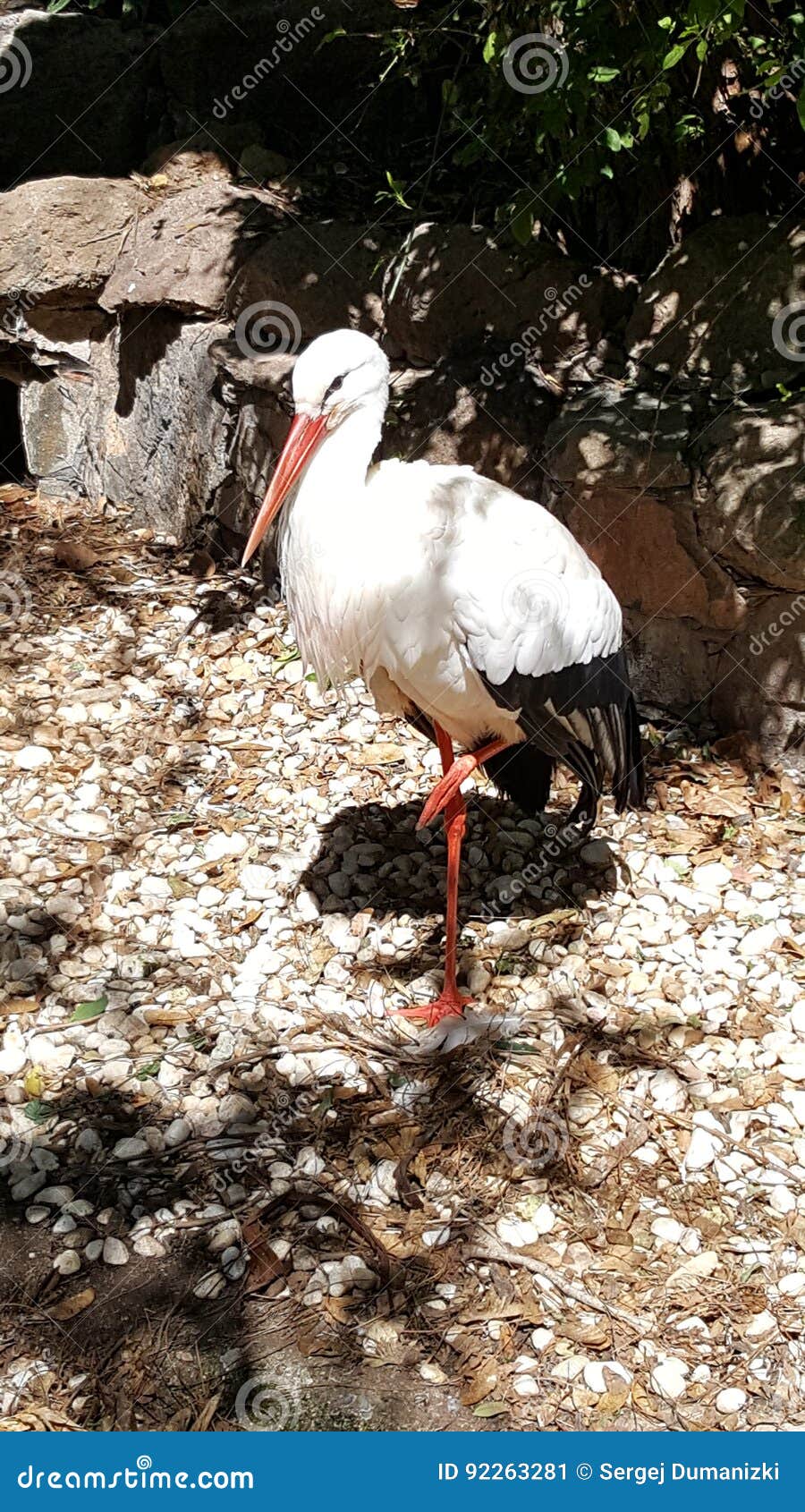 Stork stock image. Image of still, bird, nature, stork - 92263281