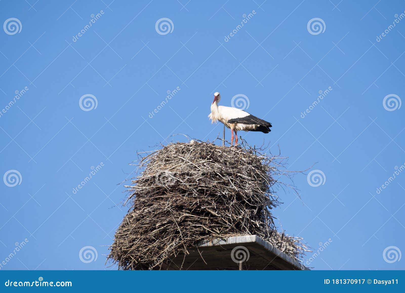 A Stork Stands in Its Nest on a Chimney, in the Spring , Blue Sky in ...