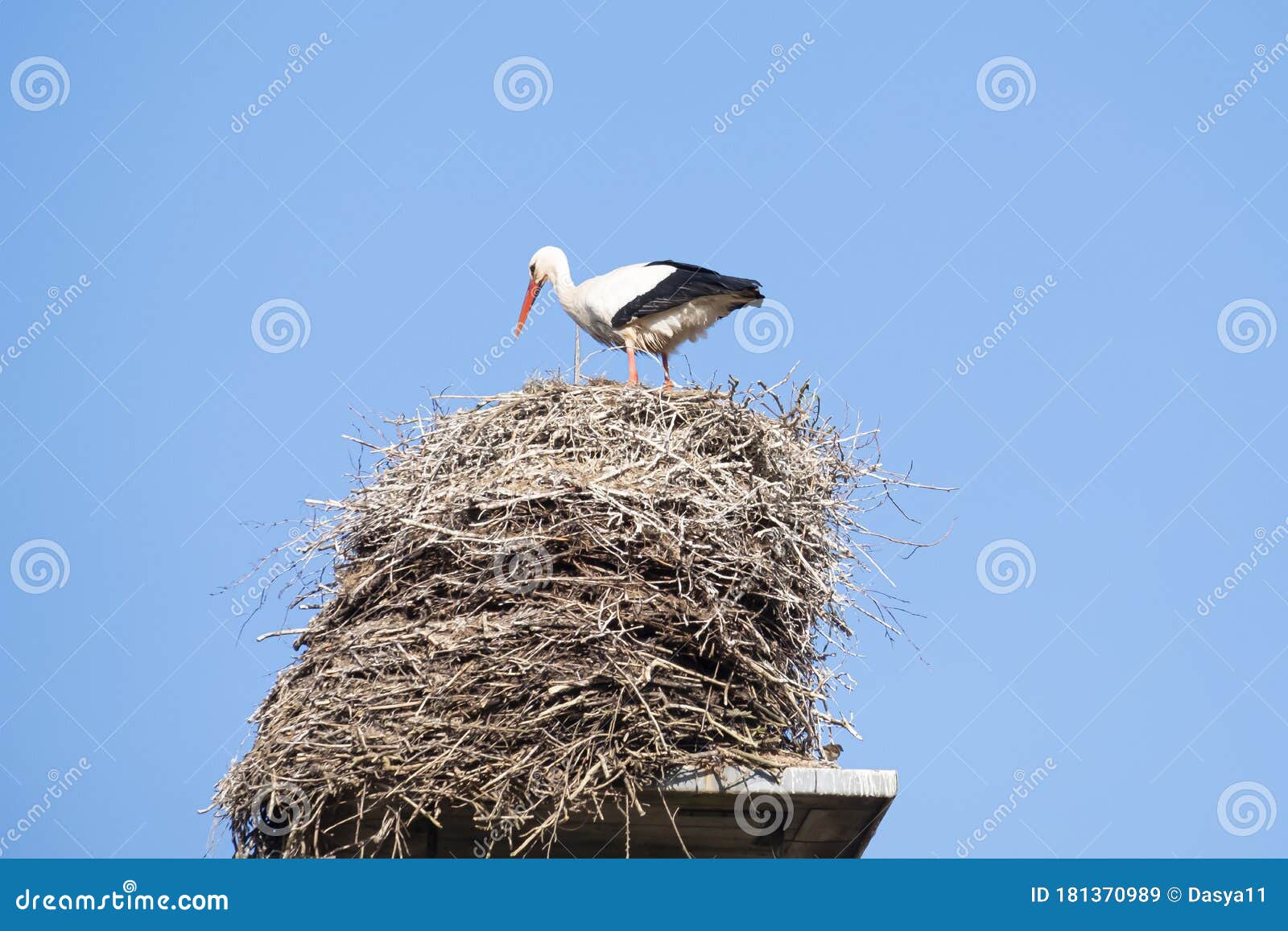 A Stork Stands in Its Nest on a Chimney, in the Spring , Blue Sky in ...