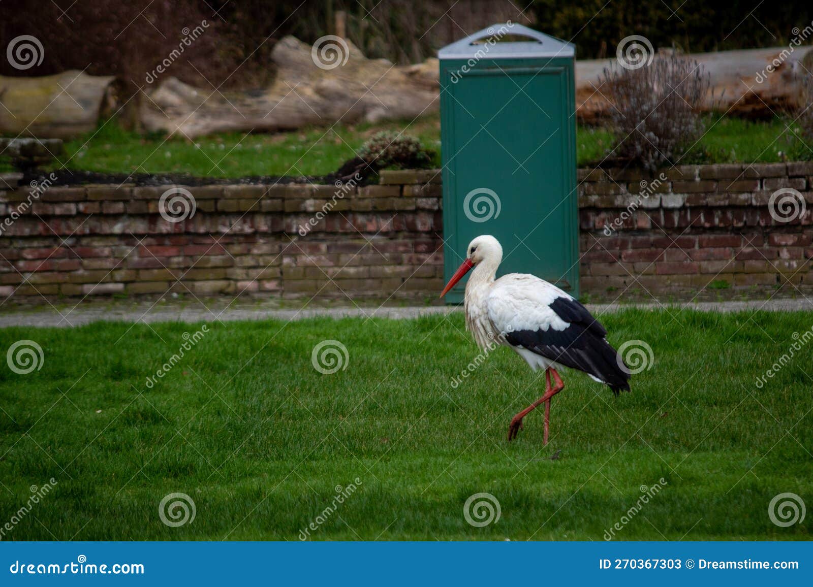 Stork Stands Still in the Grass Stock Image - Image of flower ...