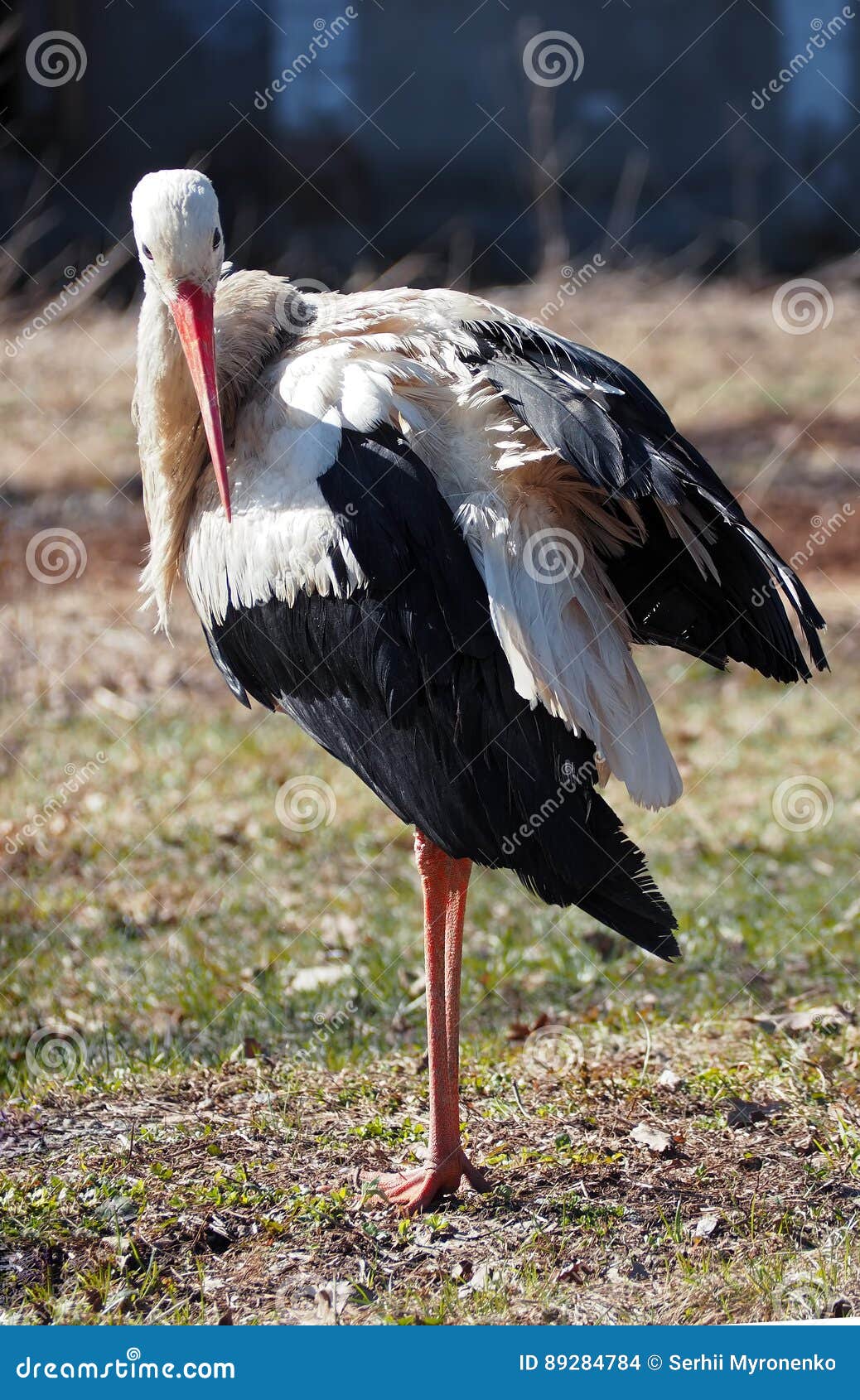 Stork Staying at the Green Grass and Looking at Camera Stock Photo ...