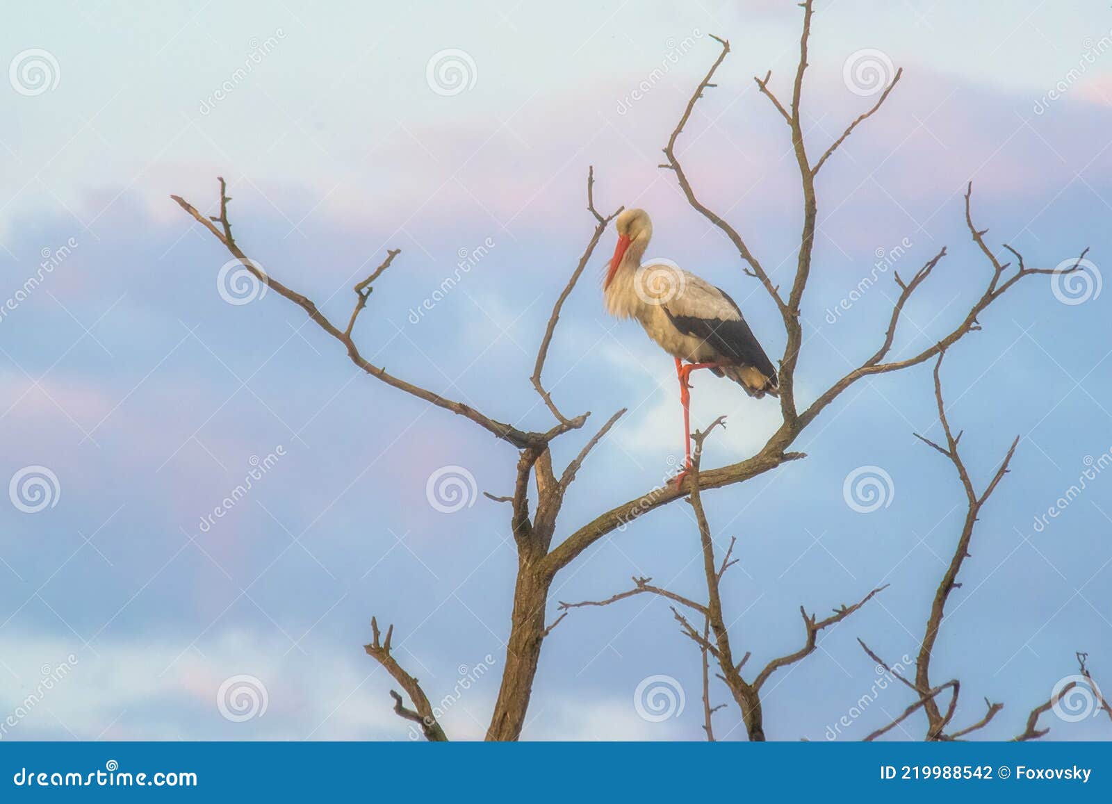 Stork stays on dead tree stock photo. Image of wildlife - 219988542