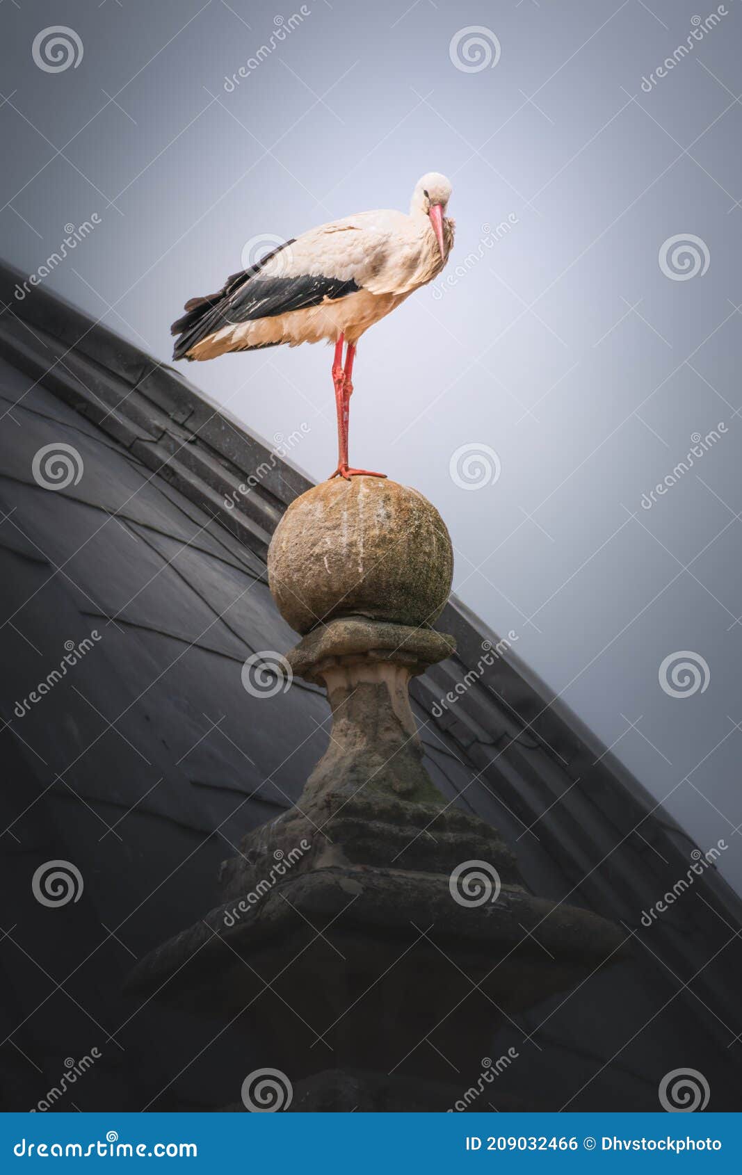 Stork on a stone ball stock photo. Image of isolated - 209032466