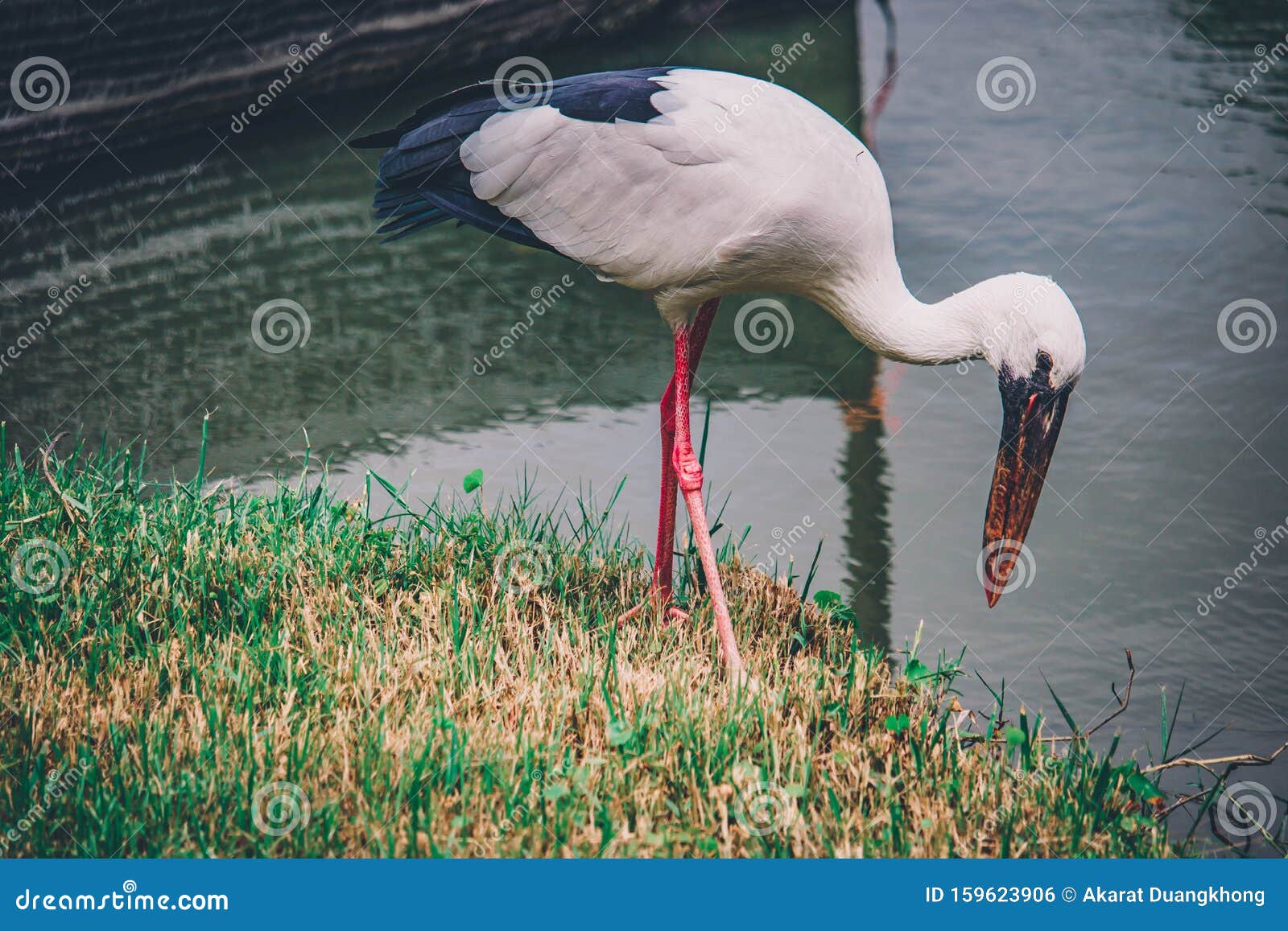 Stork stock photo. Image of grass, beak, beauty, neck - 159623906