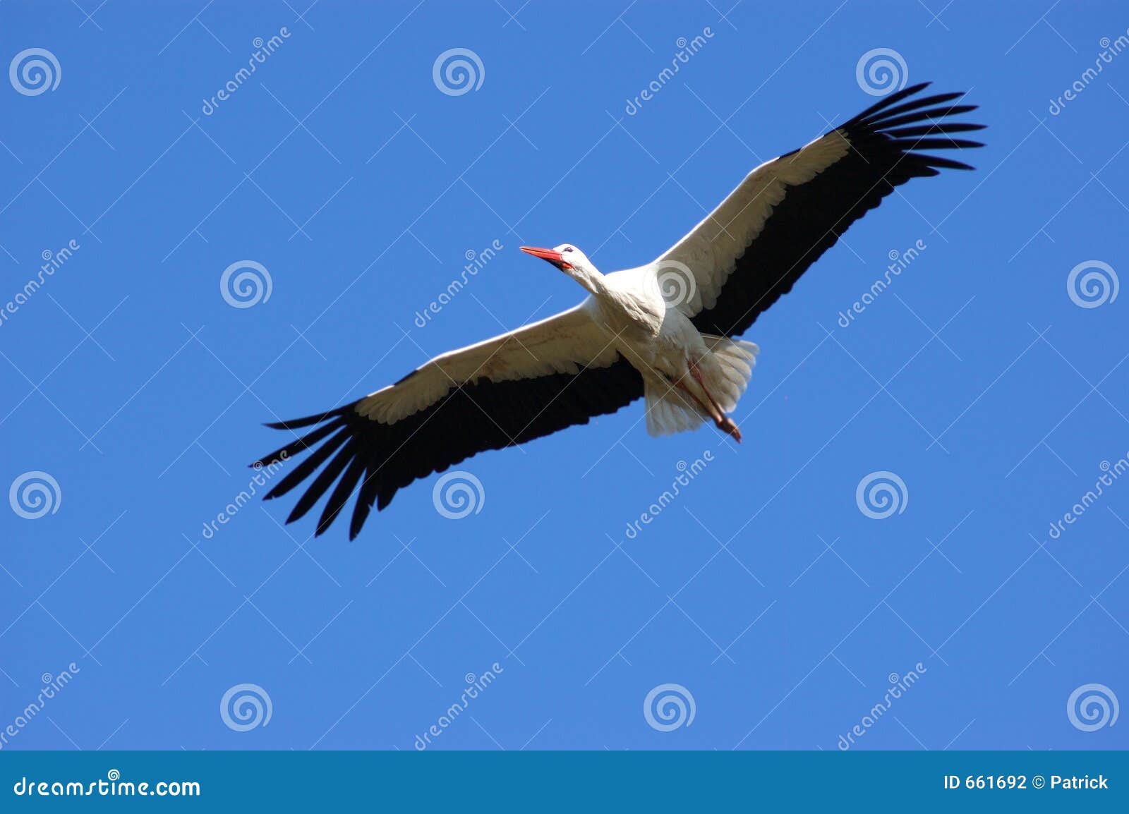 Stork, symbol of spring. stock photo. Image of life, looking - 661692