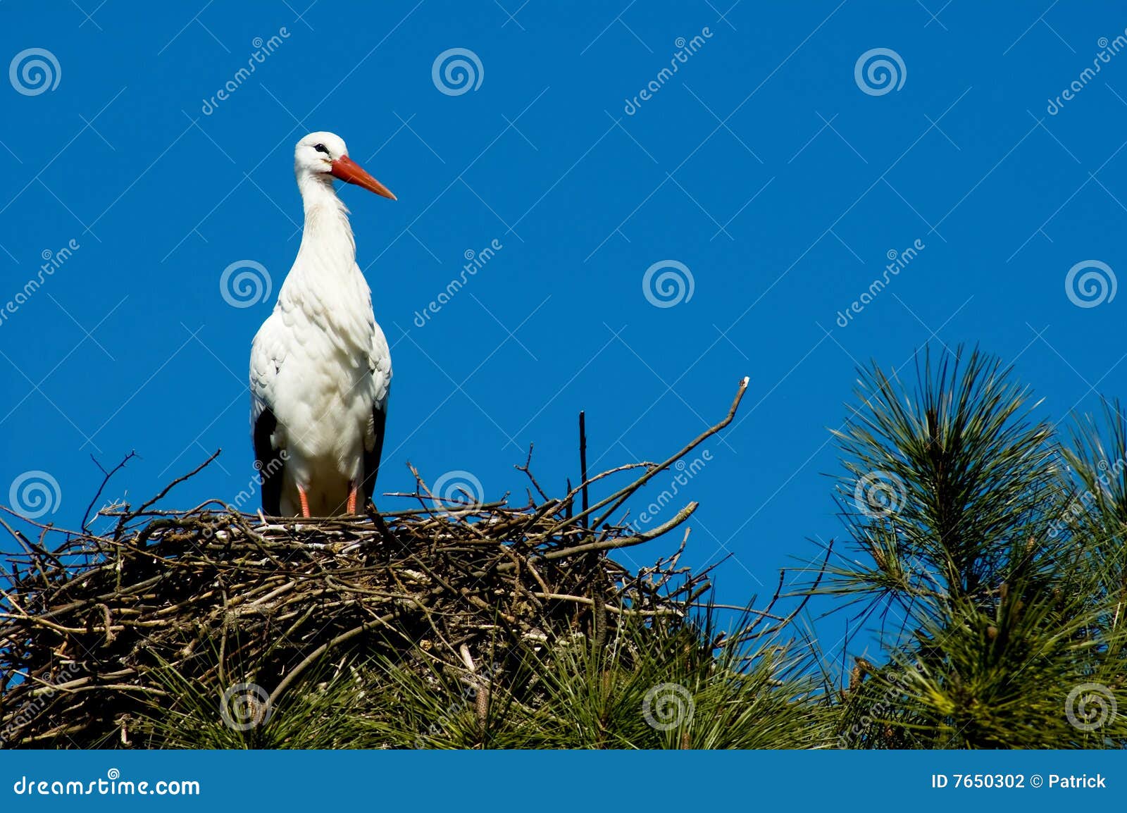 Stork, symbol of spring. stock photo. Image of blue, majestic - 7650302