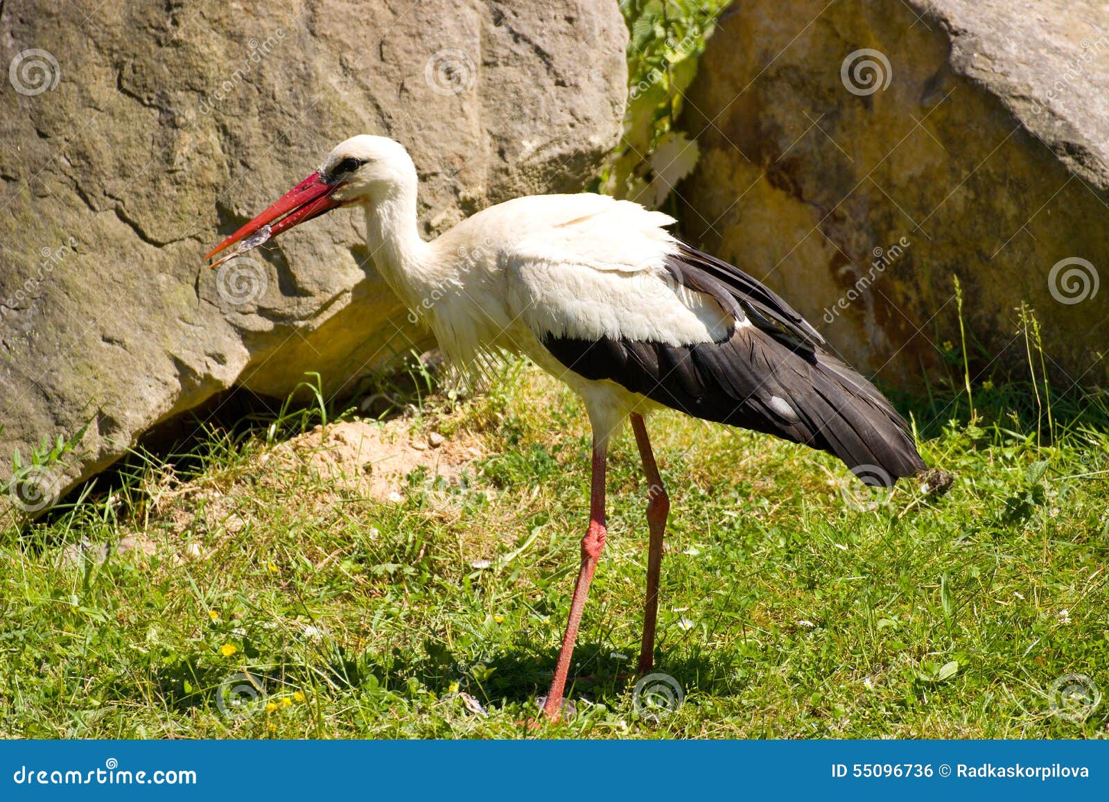 Stork stock photo. Image of looking, stork, food, animal - 55096736