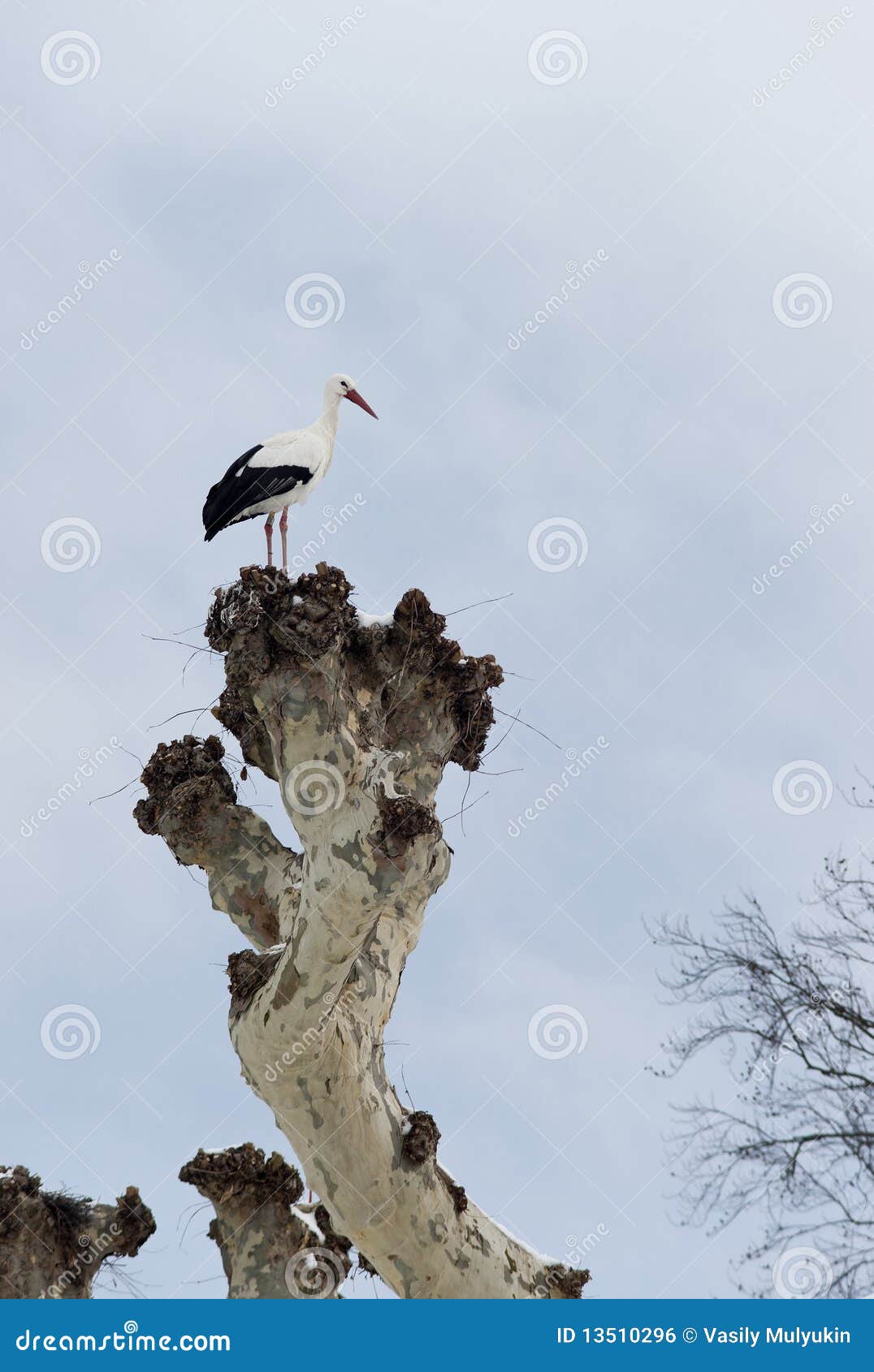 Stork in the tree stock photo. Image of bird, stork, openair - 13510296