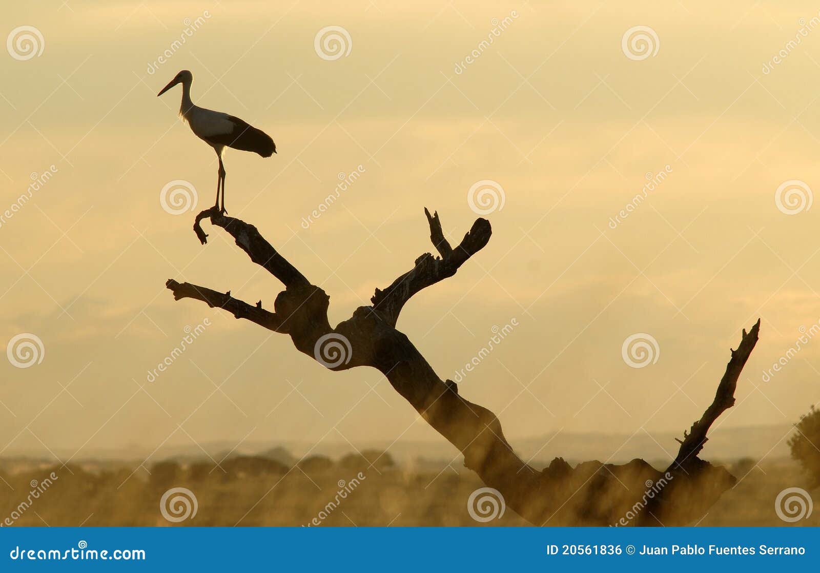 Stork in tree stock photo. Image of composition, animals - 20561836