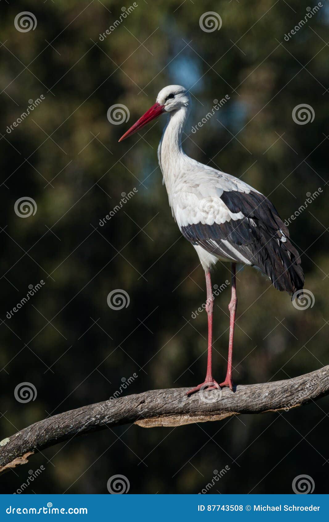 Stork on a tree stock photo. Image of spain, safari, branch - 87743508
