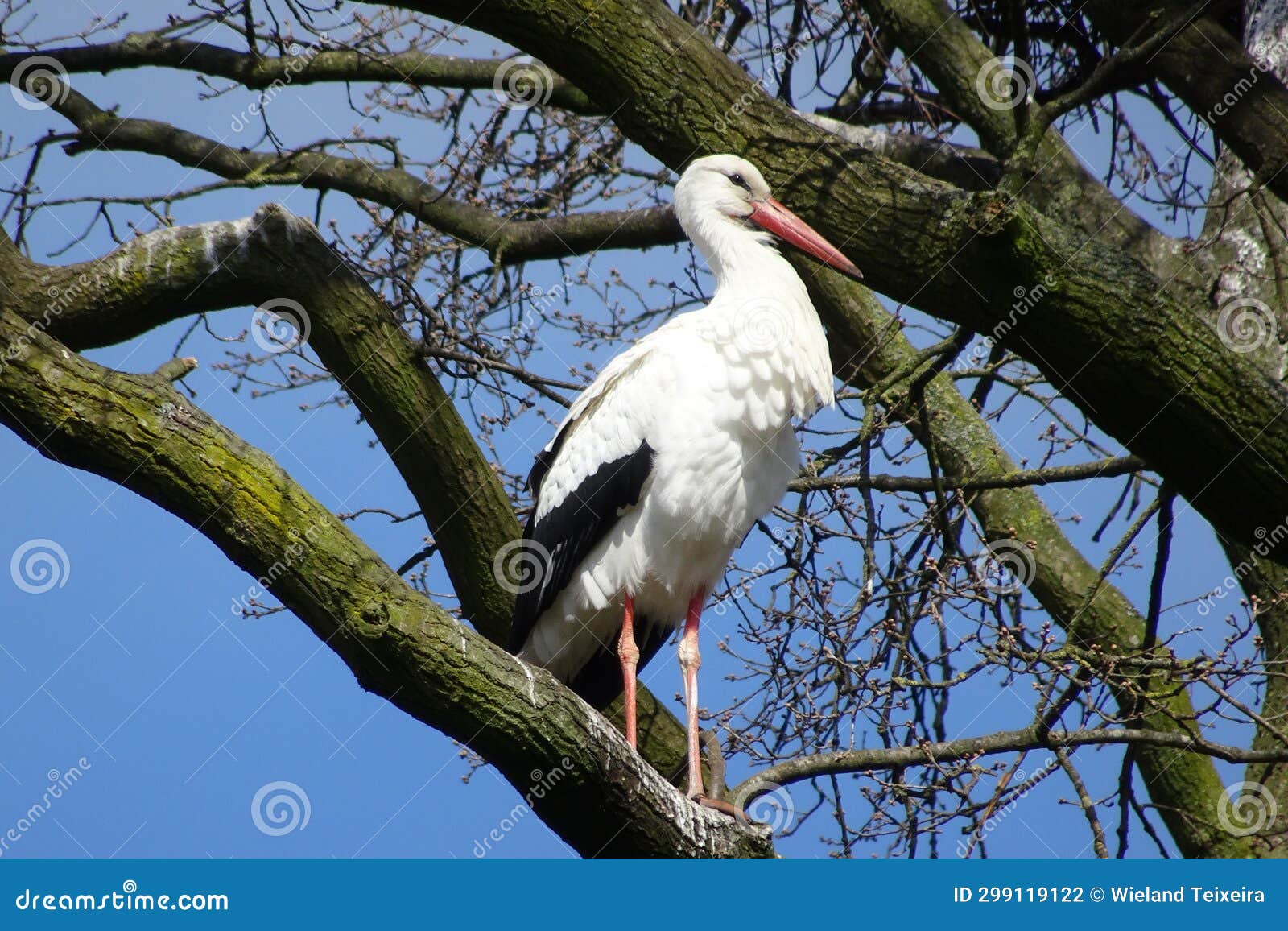 Stork on tree branch stock photo. Image of outdoor, park - 299119122