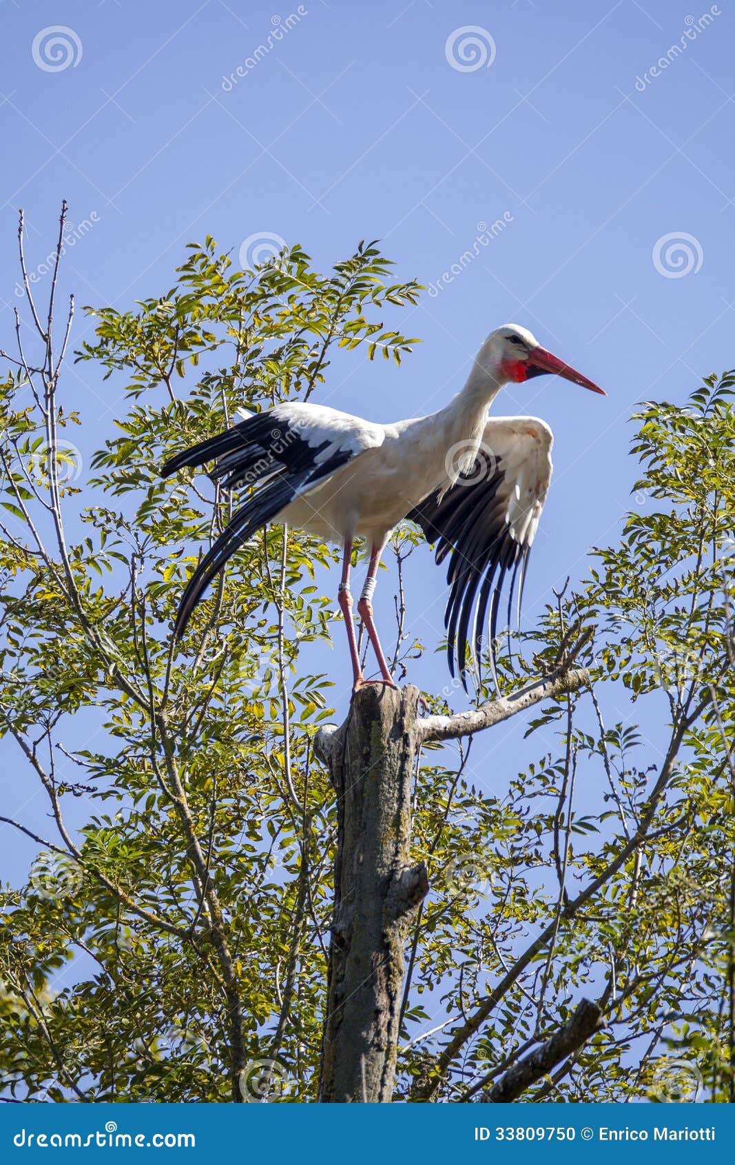 Stork tree stock photo. Image of wild, park, bird, wildlife - 33809750