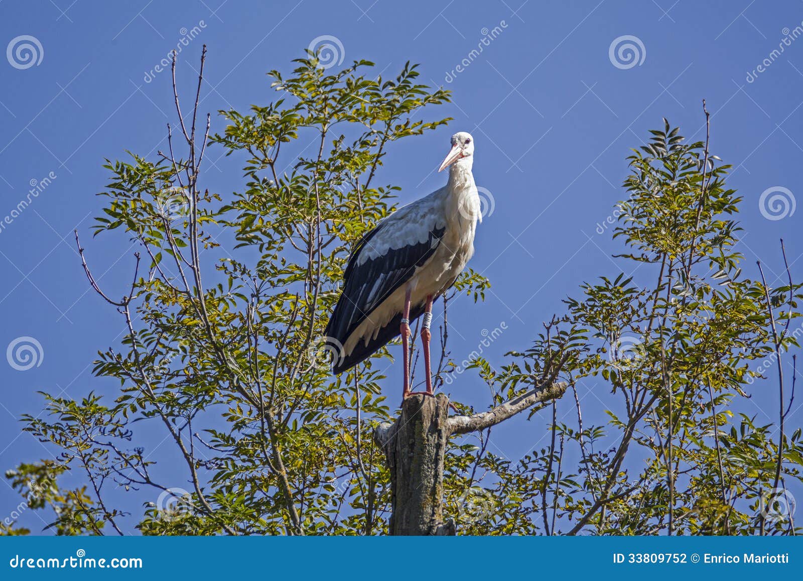 Stork tree stock photo. Image of animal, background, flyght - 33809752