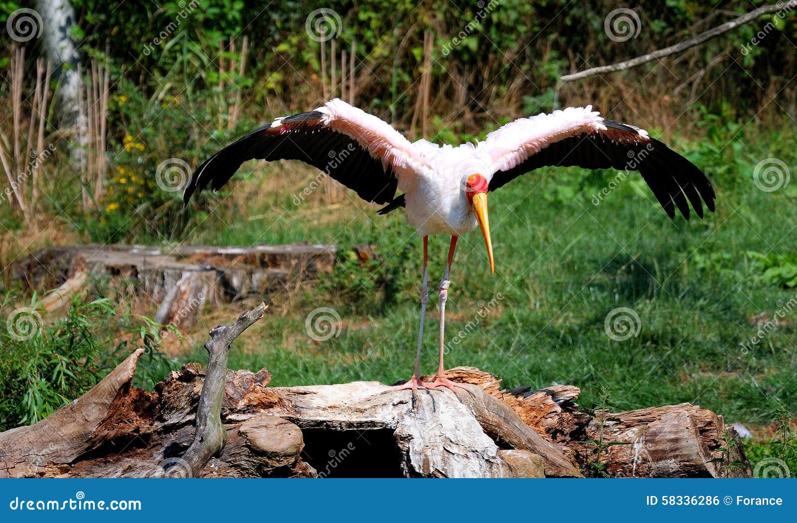 Stork on Tree Stump stock photo. Image of bowed, endangered - 58336286