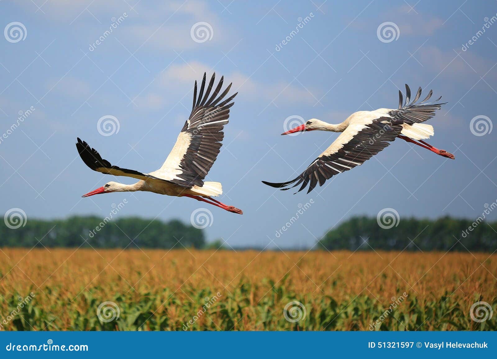 Stork stock image. Image of summer, bird, black, spreading - 51321597