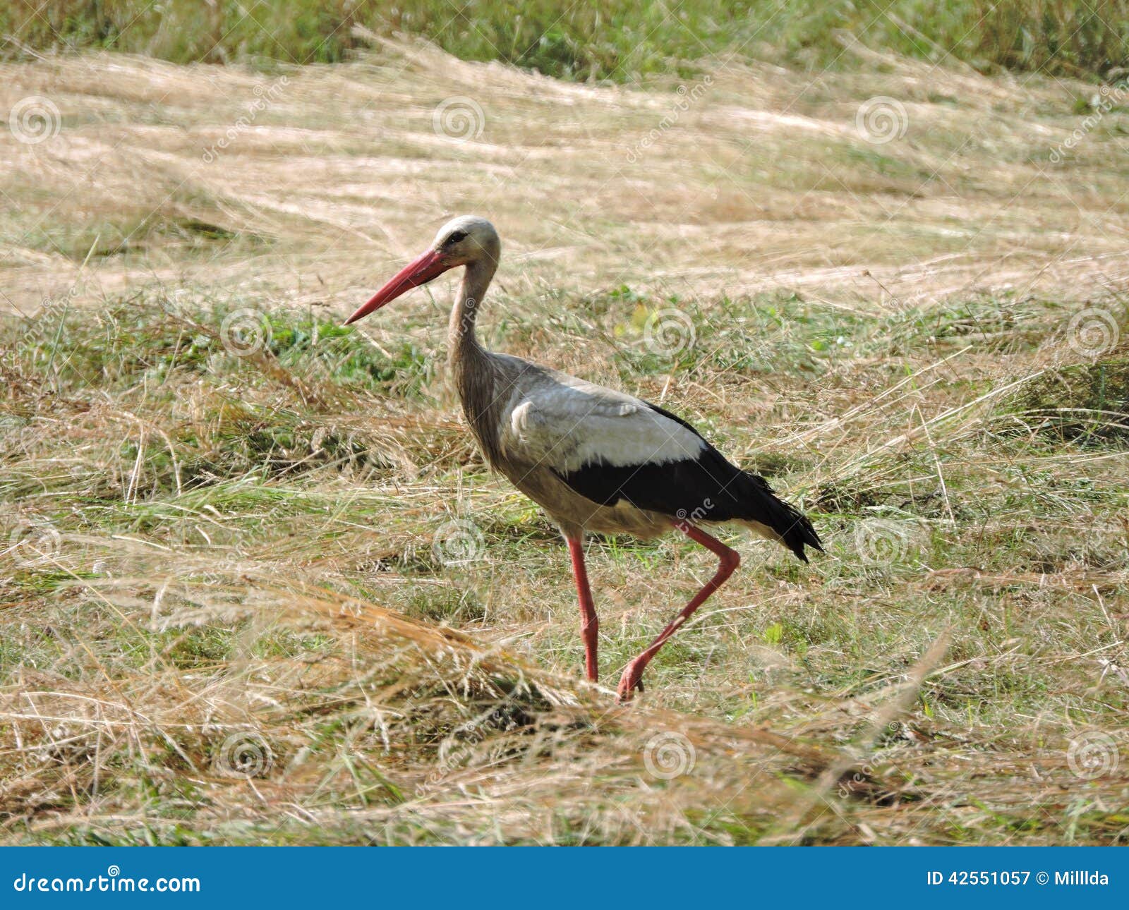 Stork walk in field stock image. Image of field, walk - 42551057