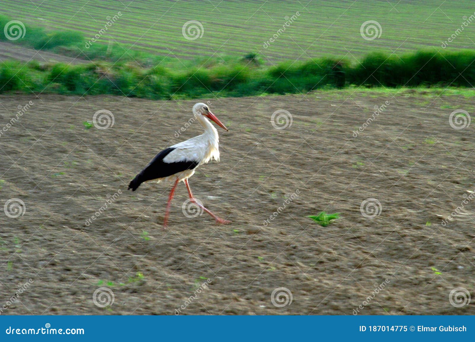 Stork walking on a field stock image. Image of animal - 187014775
