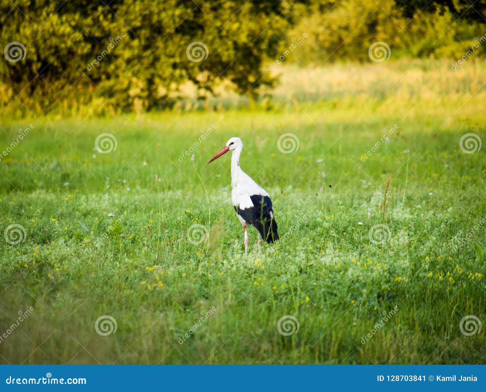 Stork walking on field stock image. Image of black, meadow - 128703841